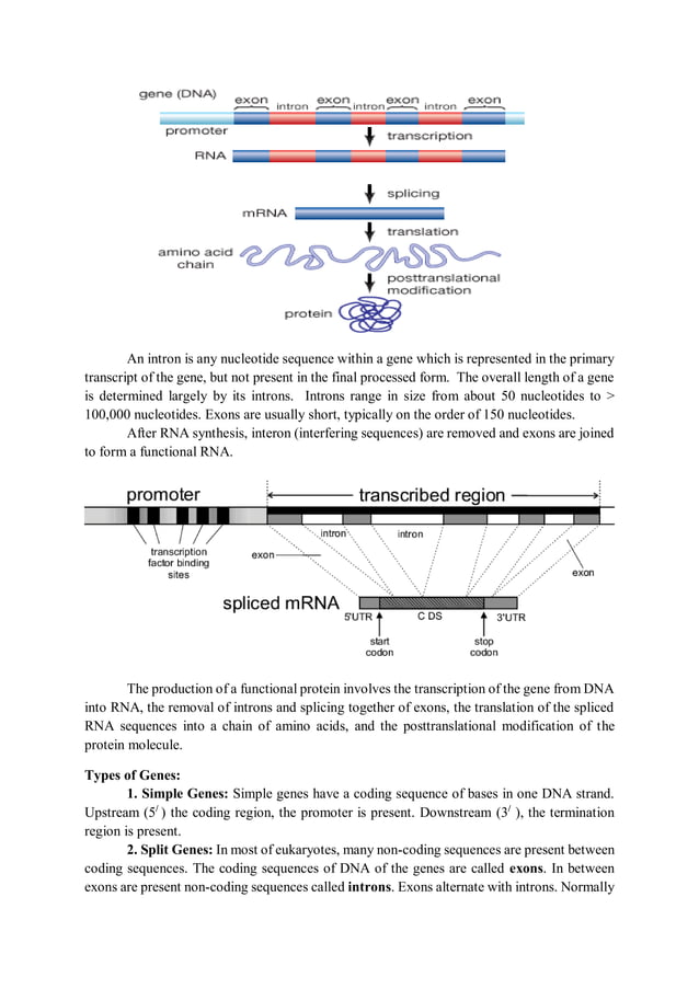 Concept of Gene.pdf | Genetics | Science