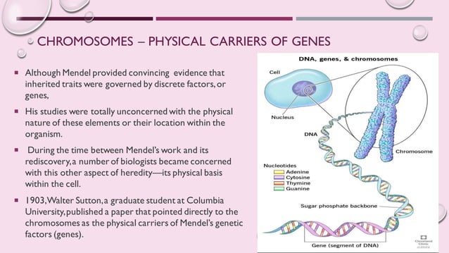 Concept of gene and Complementation test.pdf | Genetics | Science