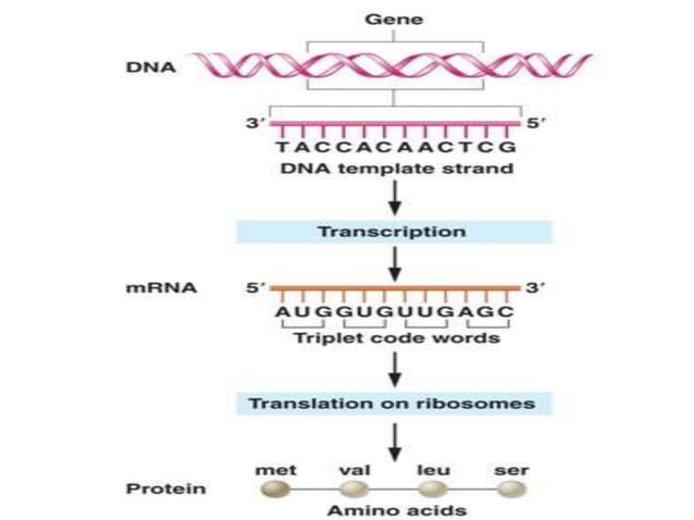 Concept of genetic code and its properties | PPTX | Programming ...