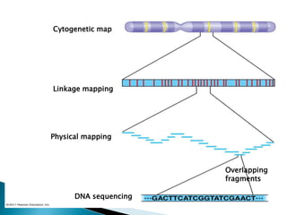 Concept of genome mapping | PPTX | Genetics | Science
