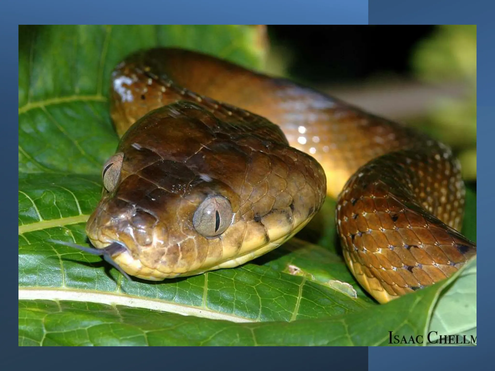 The Concept of Invasive Species in conservation biology.pptx