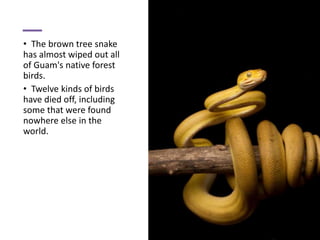 The Concept of Invasive Species in conservation biology.pptx