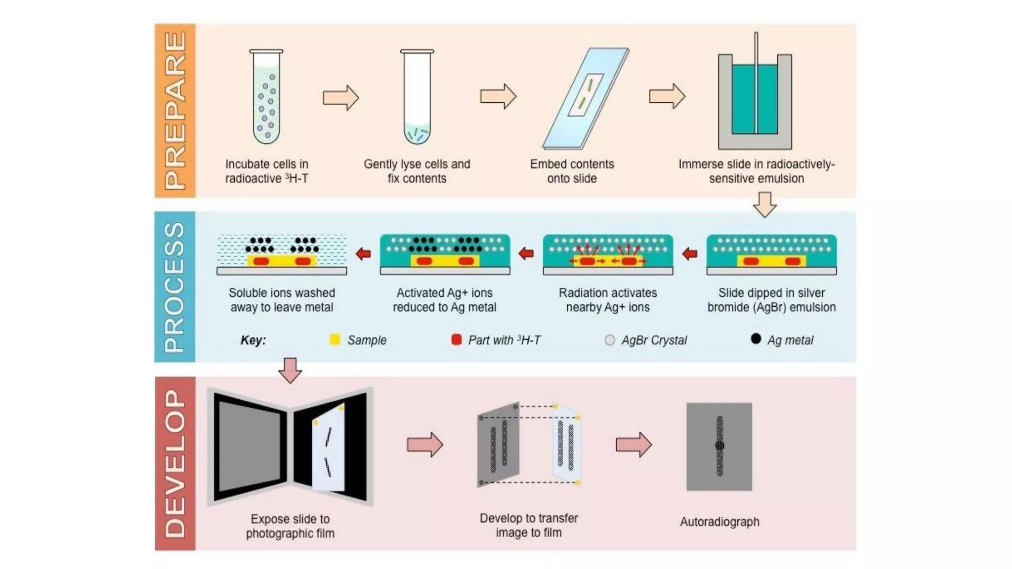 Concept of radioactivity, radioactivity counting methods with ...