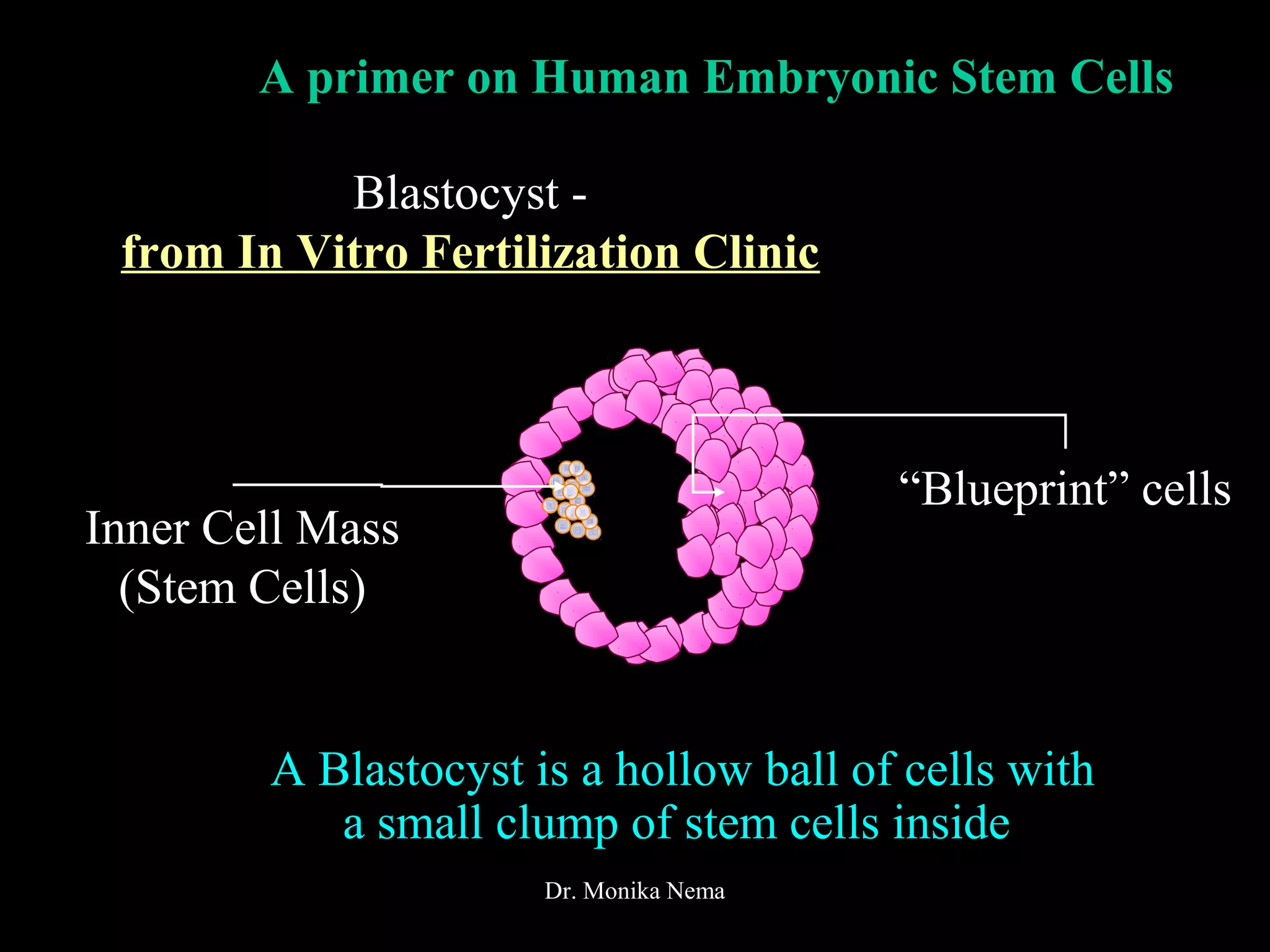 stem cells | PPT
