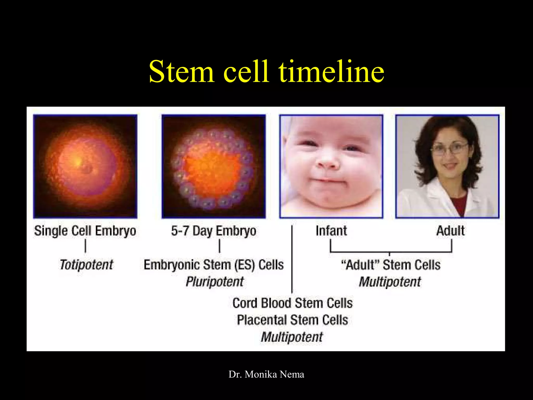 stem cells | PPT