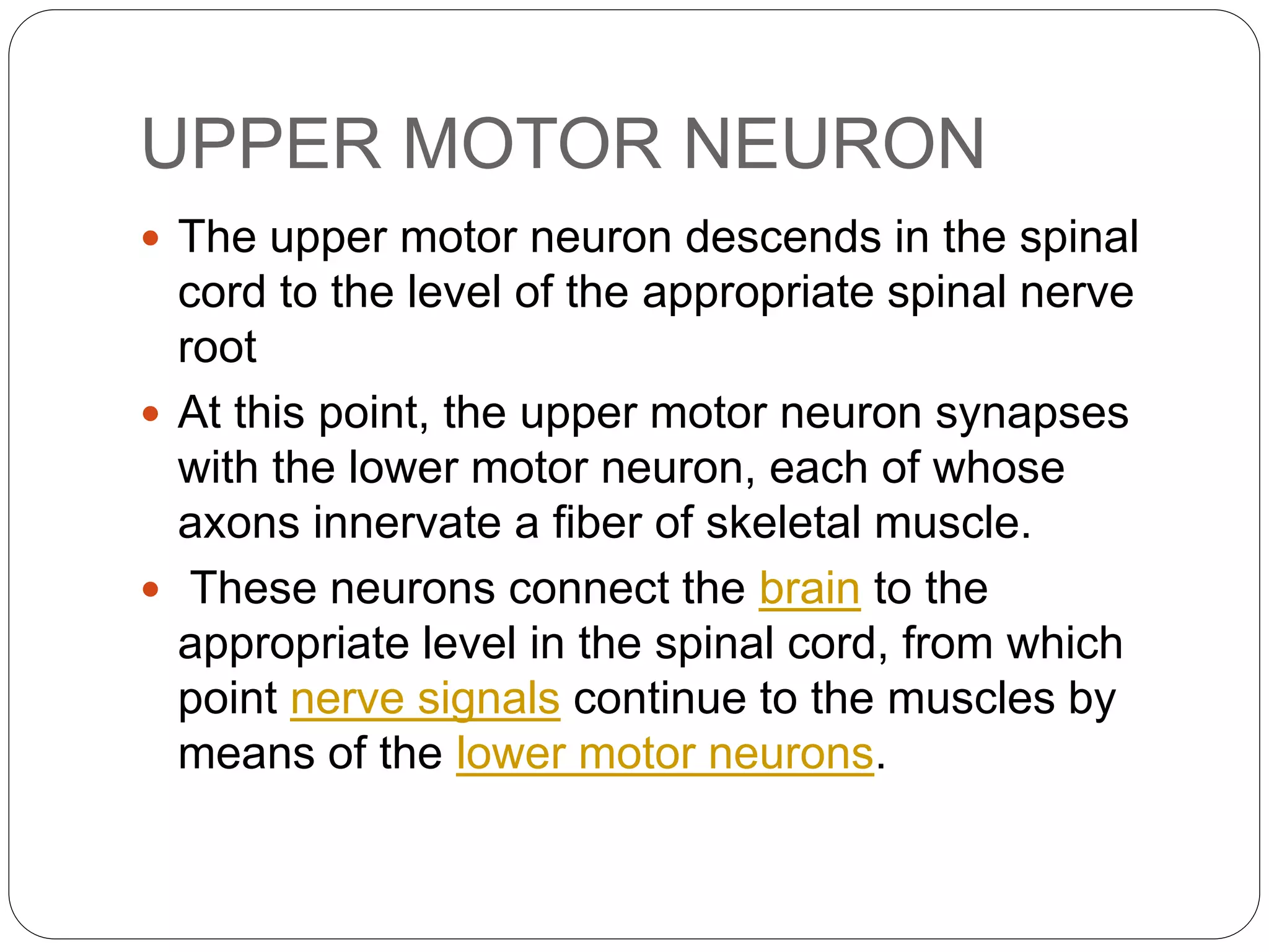 C oncept of upper and lower motor neuron | PPTX