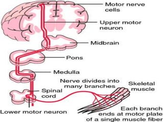 Lower Motor Neuron Location