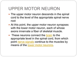 Motor Neuron Slide