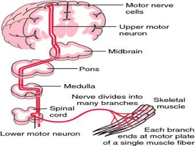 C oncept of upper and lower motor neuron