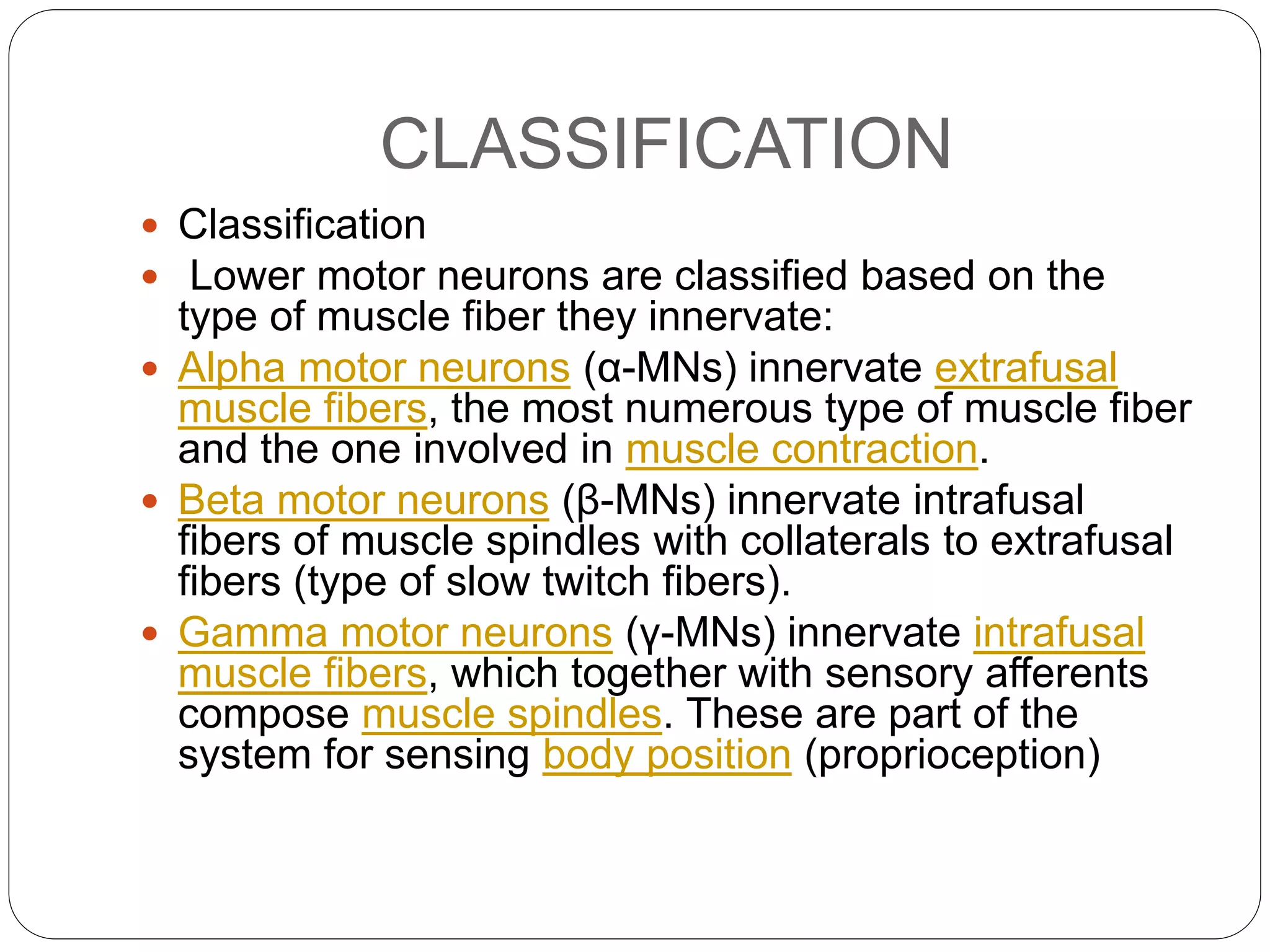 C oncept of upper and lower motor neuron | PPTX