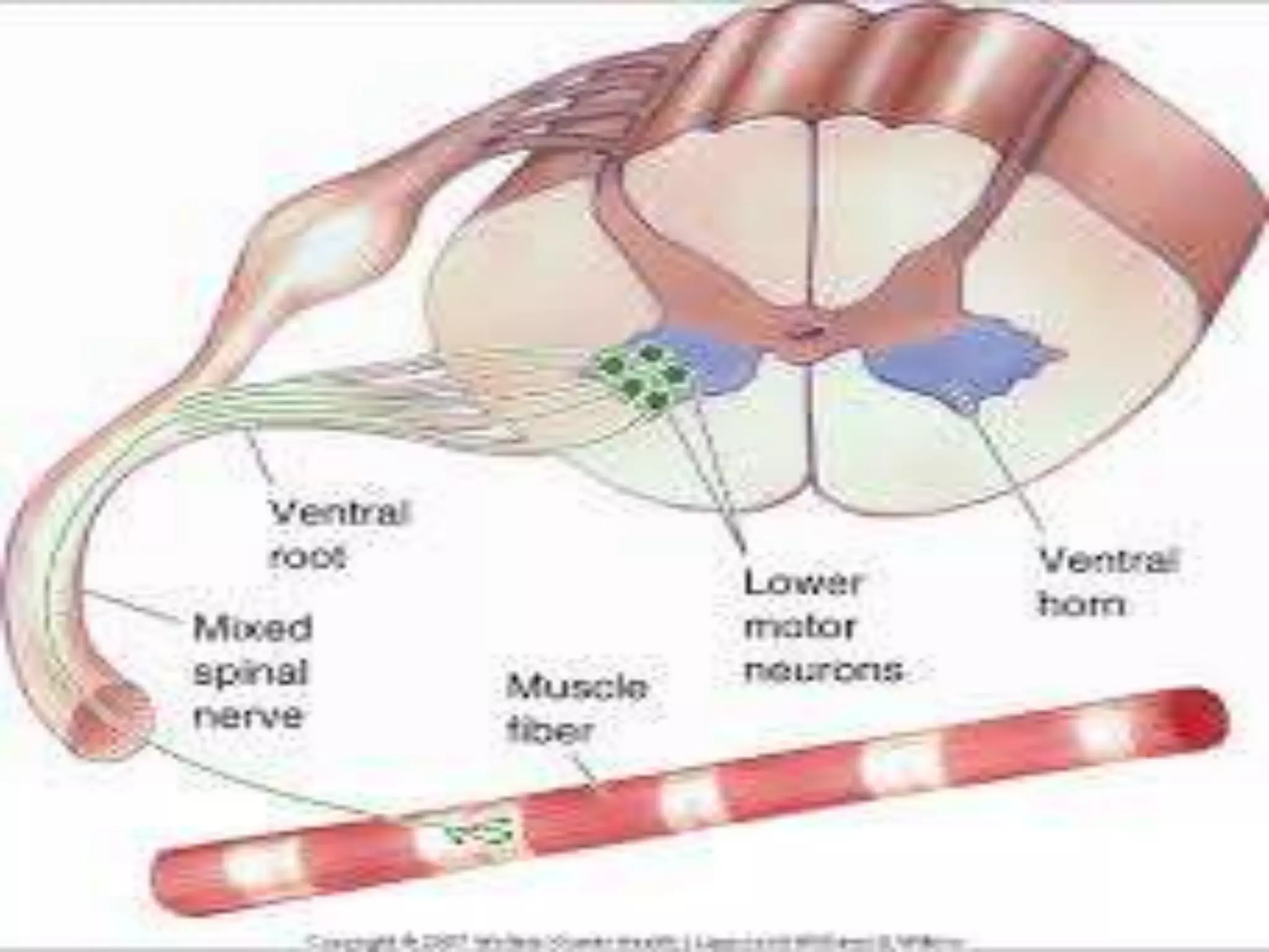 C oncept of upper and lower motor neuron | PPTX