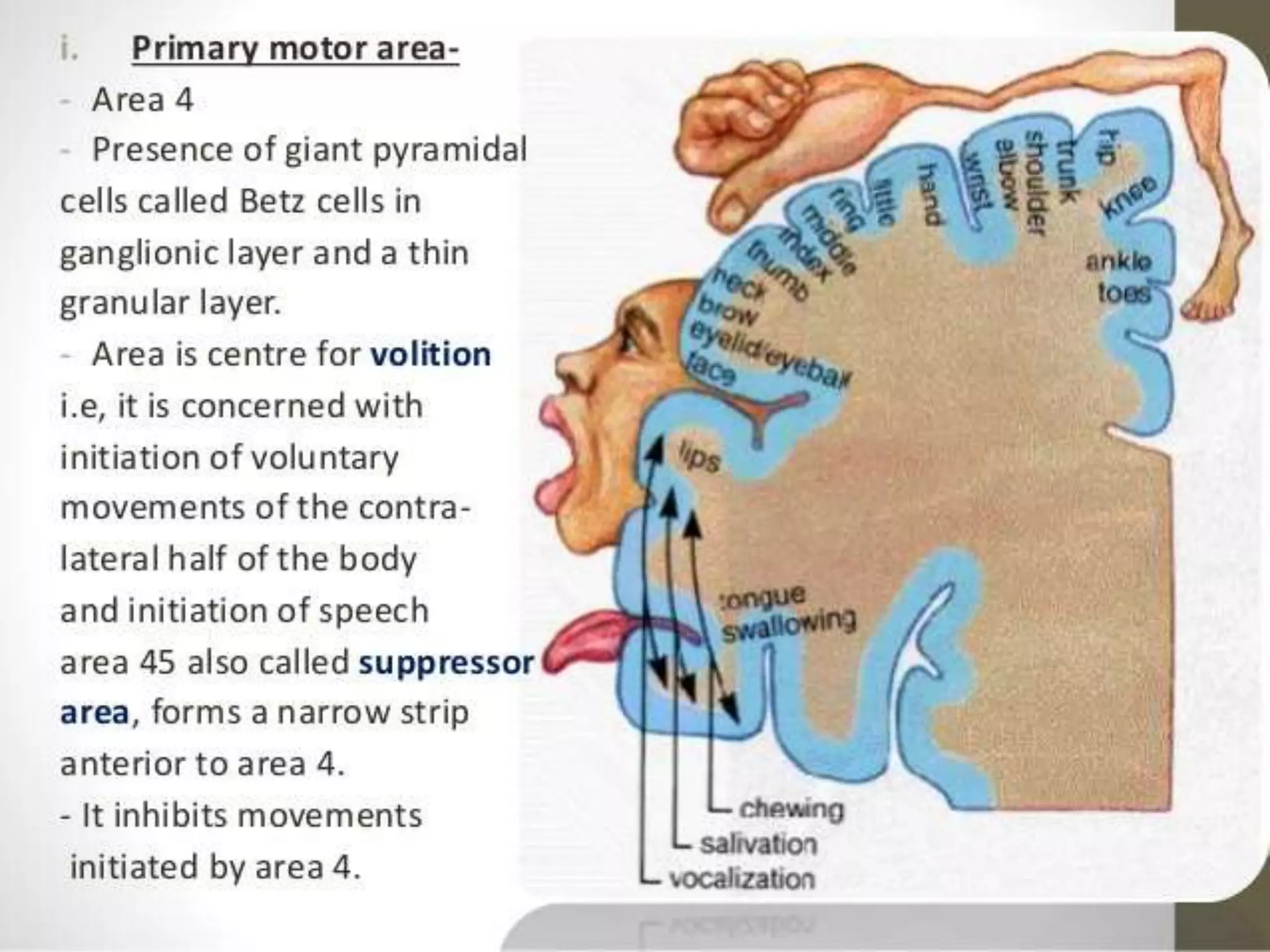 C oncept of upper and lower motor neuron | PPTX