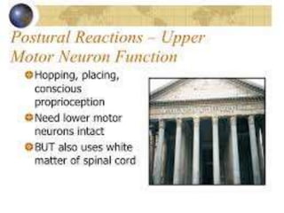 C oncept of upper and lower motor neuron | PPTX