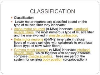 C oncept of upper and lower motor neuron | PPTX