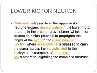 C oncept of upper and lower motor neuron | PPTX