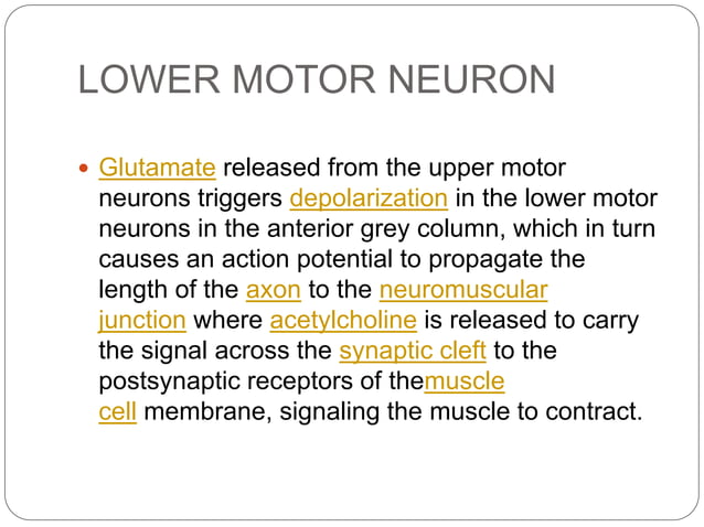 C oncept of upper and lower motor neuron | PPT
