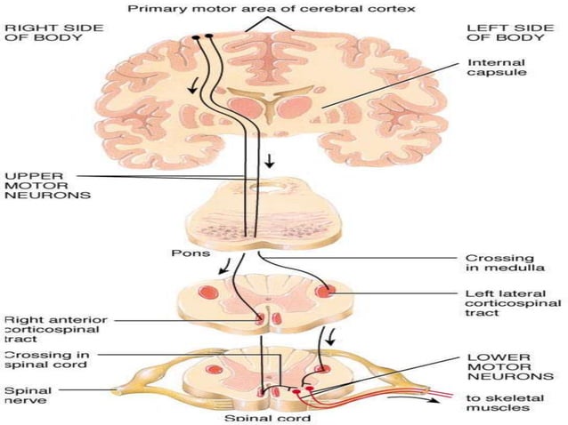 C oncept of upper and lower motor neuron | PPT