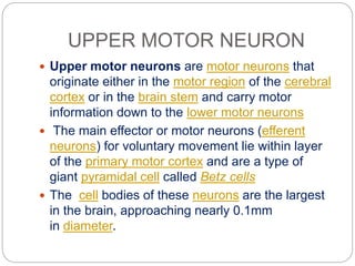 C oncept of upper and lower motor neuron | PPTX