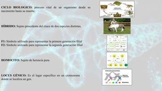 Conceptos basicos-en-genetica | PPTX