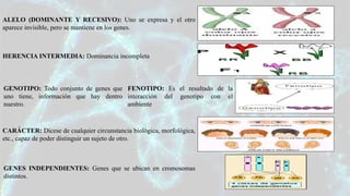 Conceptos basicos-en-genetica | PPTX