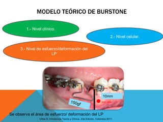 Conceptos basicos de biomecanica en ortodoncia | PPTX
