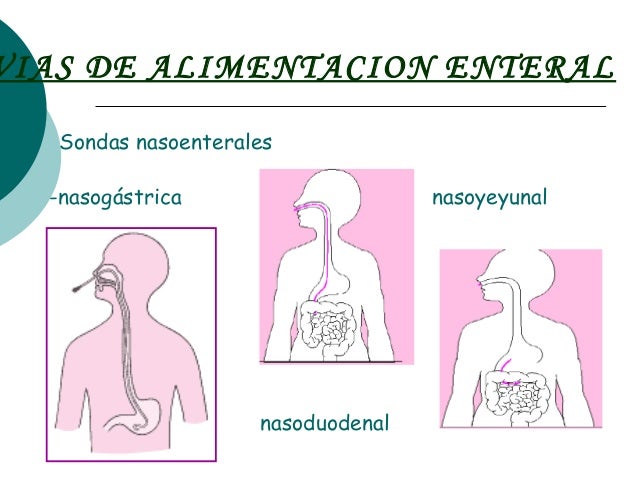 Conceptos básicos enteral