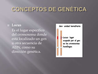 Conceptos de genética | PPTX