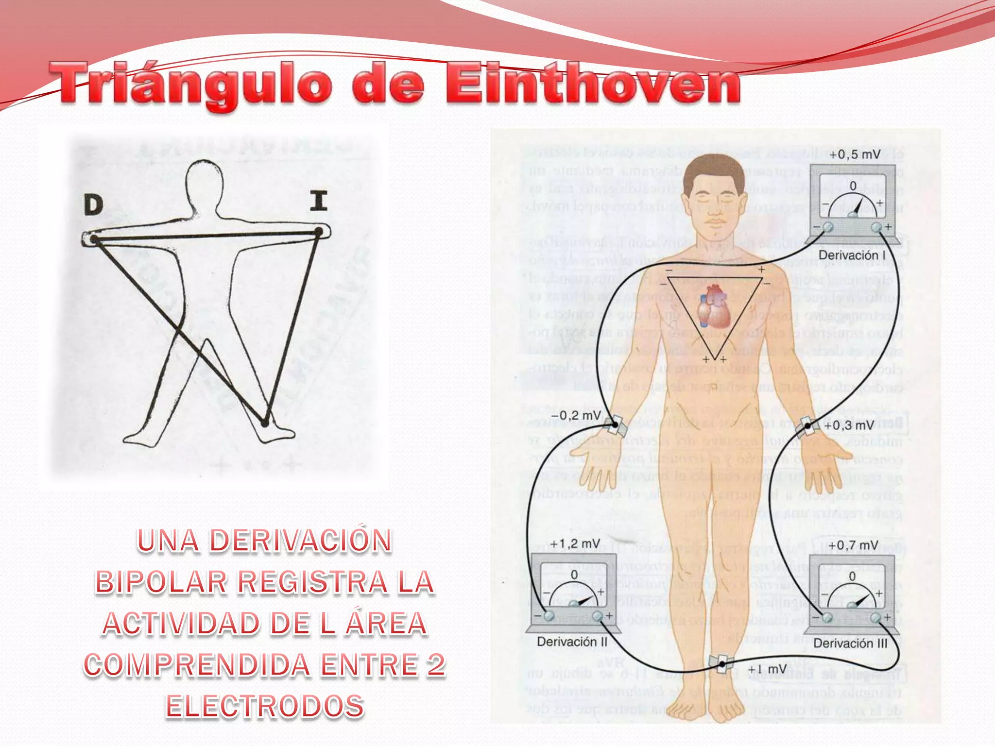 Yolva De Fisiologia Electrocardiograma E Interpretacion De Ekg – POHAD