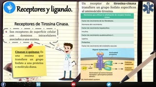 Conceptos generales de embriologia. | PPTX