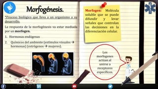 Conceptos generales de embriologia. | PPTX