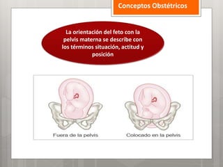 Conceptos obstétricos (Situación, presentación, actitud de posición del ...