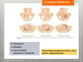 Conceptos obstétricos (Situación, presentación, actitud de posición del ...