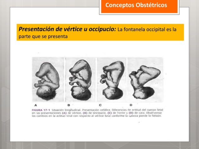 Conceptos obstétricos (Situación, presentación, actitud de posición del ...
