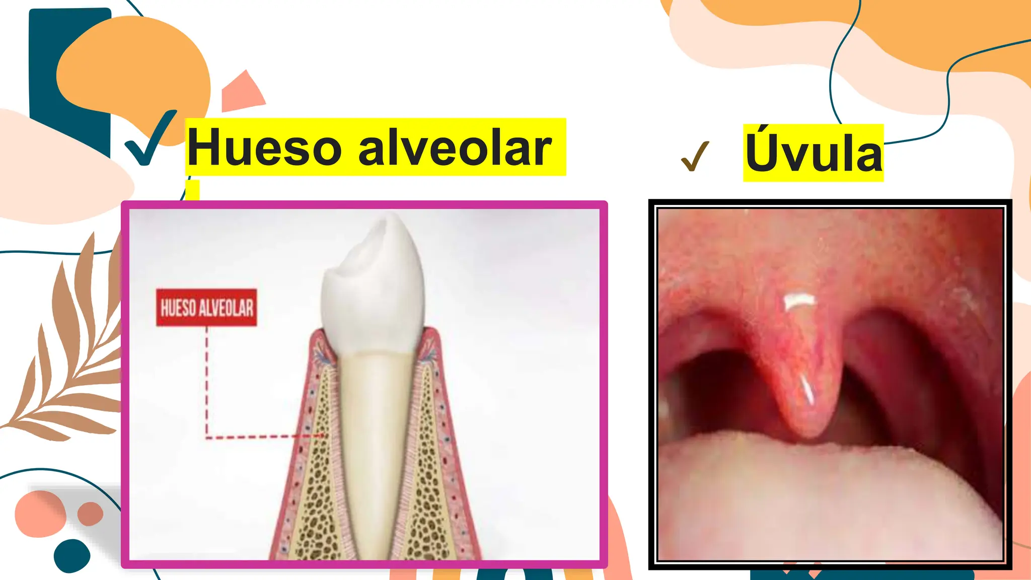 CONCEPTO Y PARTES DE LA CAVIDAD BUCAL.pptx