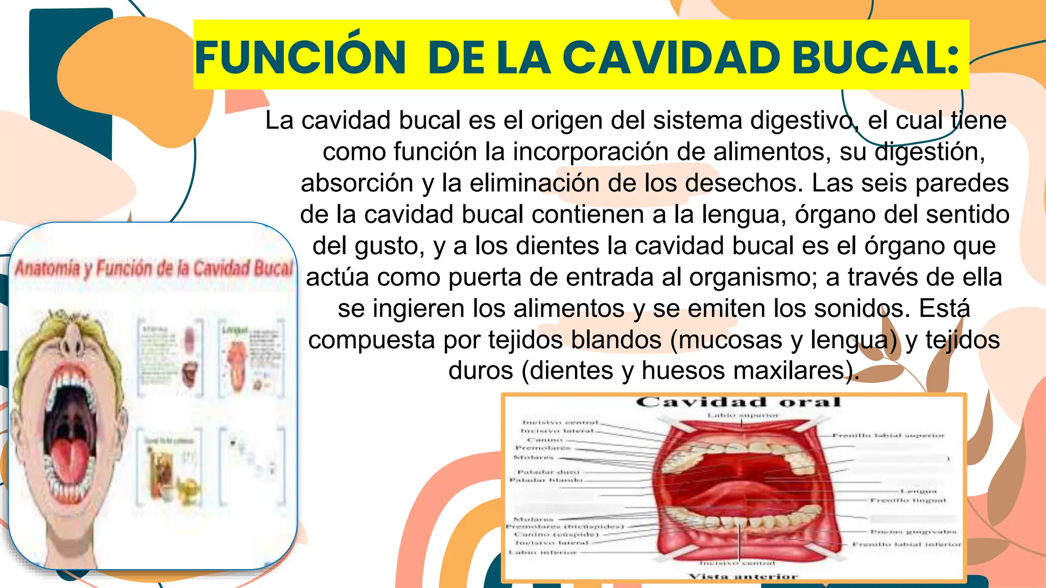 CONCEPTO Y PARTES DE LA CAVIDAD BUCAL.pptx