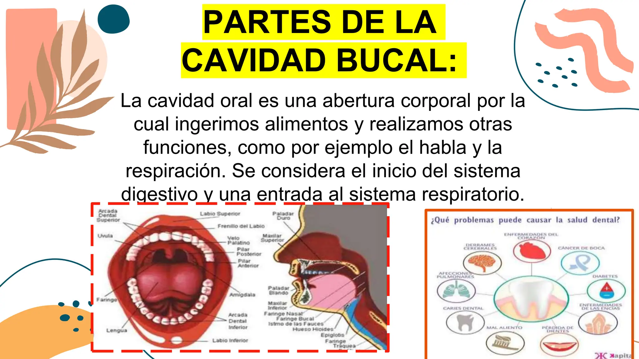 CONCEPTO Y PARTES DE LA CAVIDAD BUCAL.pptx