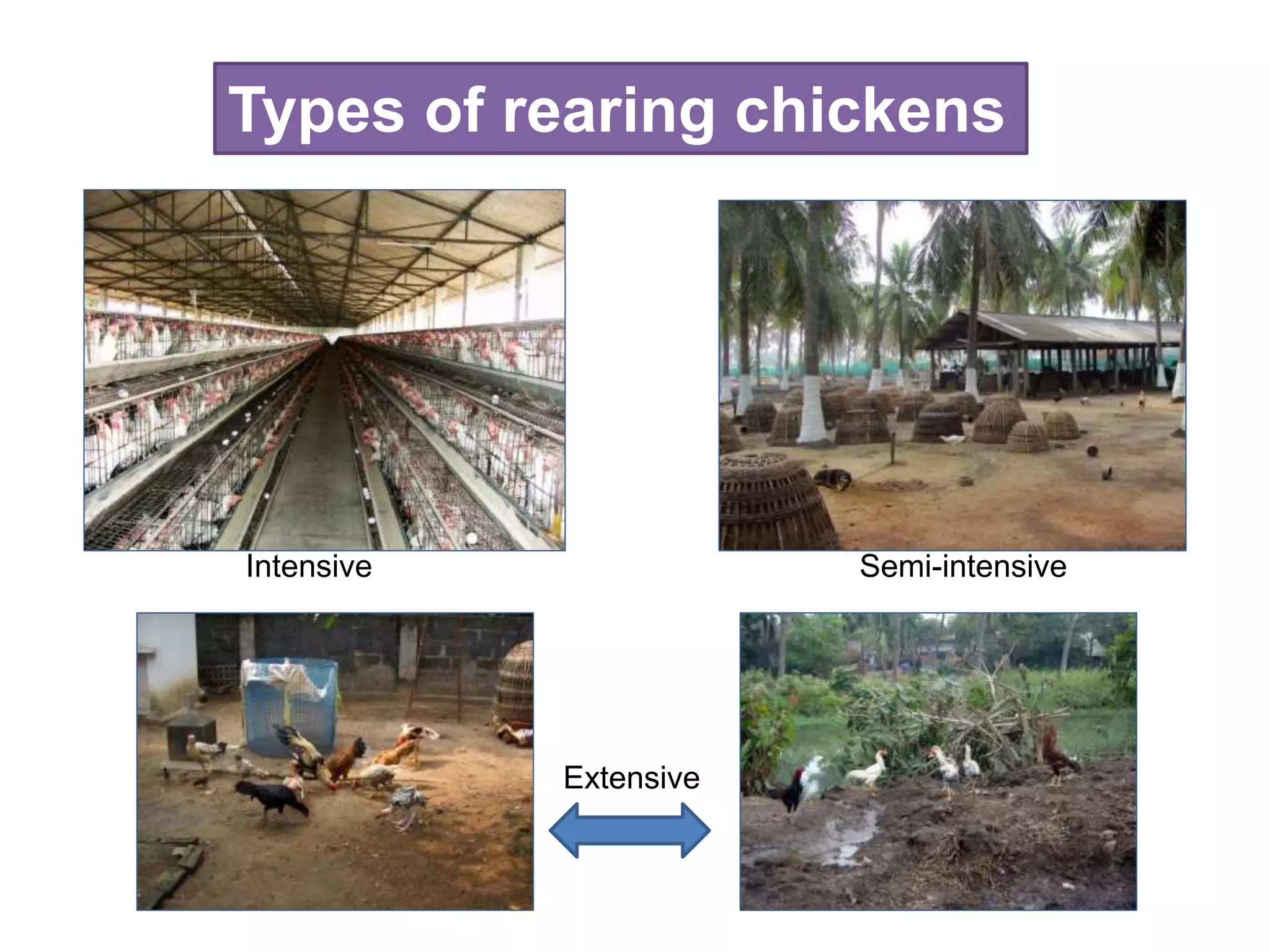 Concepts in poultry feeding | PPTX