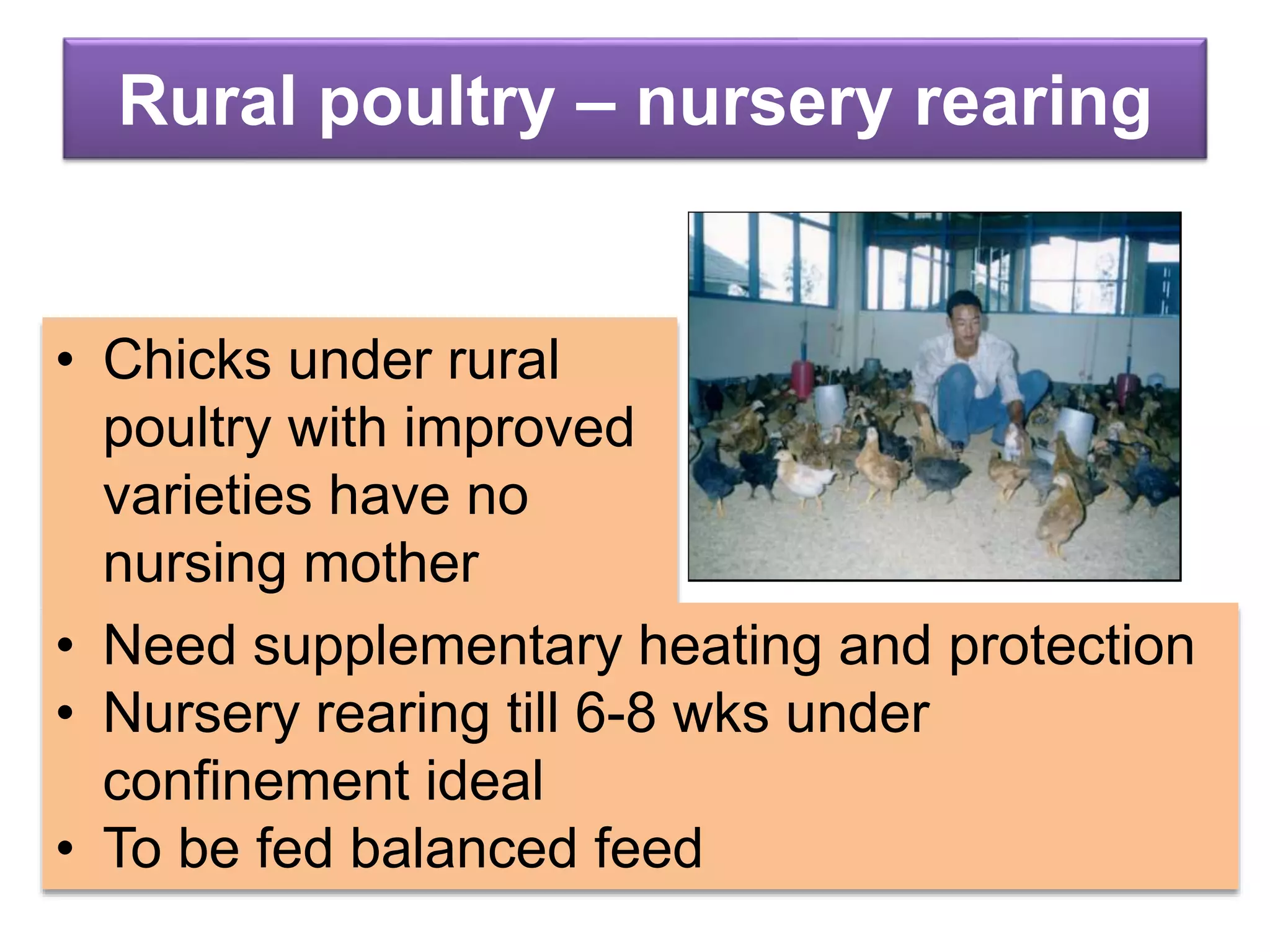 Concepts in poultry feeding | PPTX