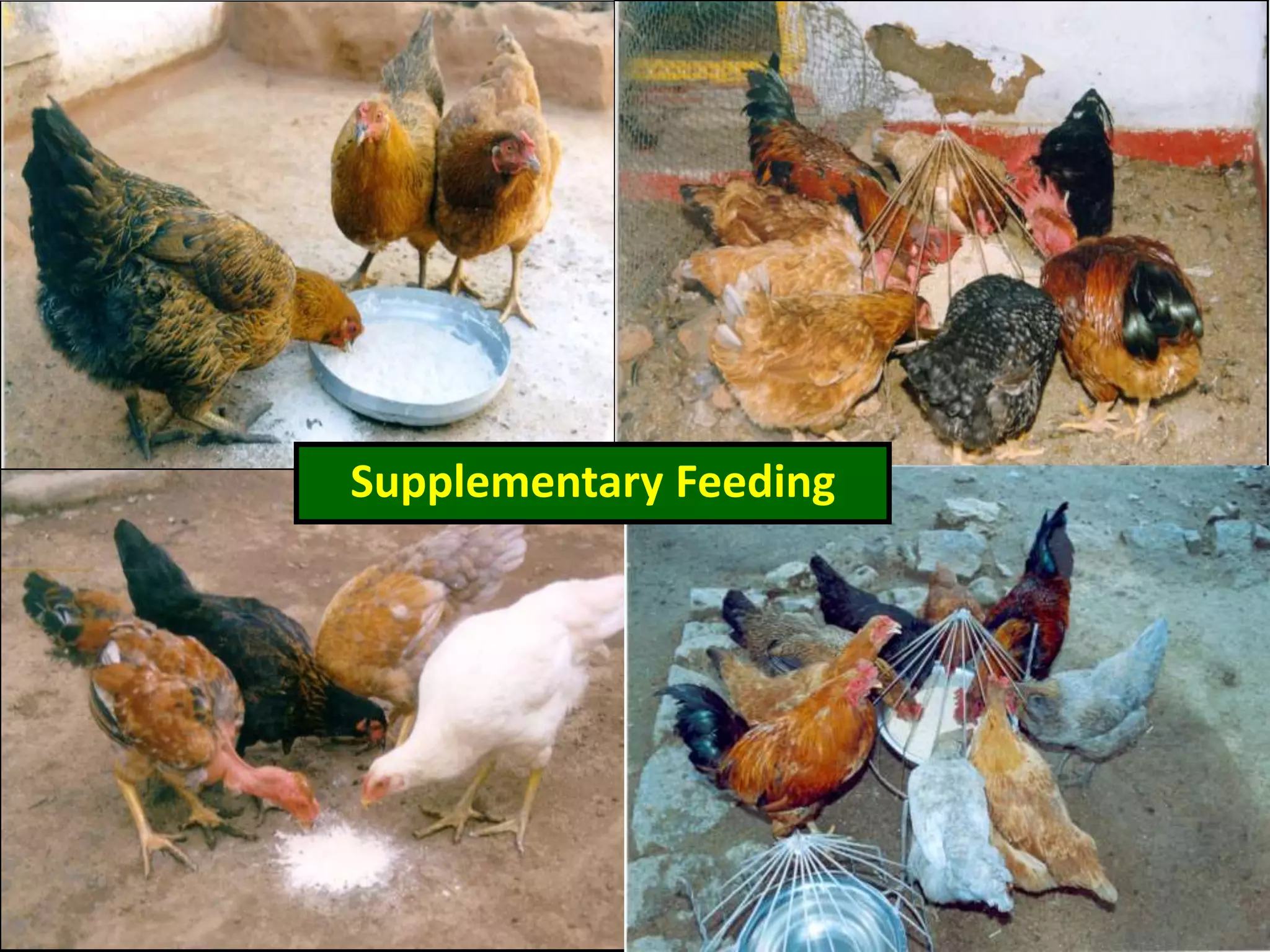 Concepts in poultry feeding | PPTX