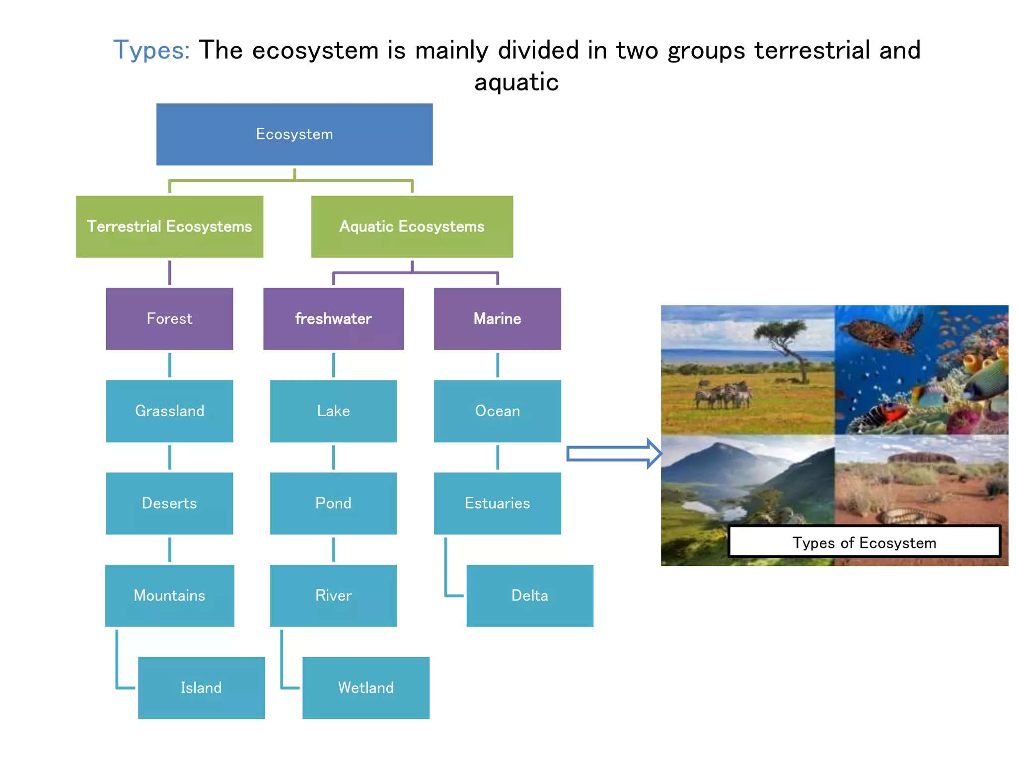 Concepts of ecosystem | PPTX