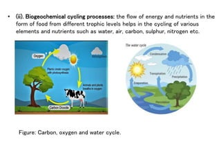 Concepts of ecosystem | PPTX