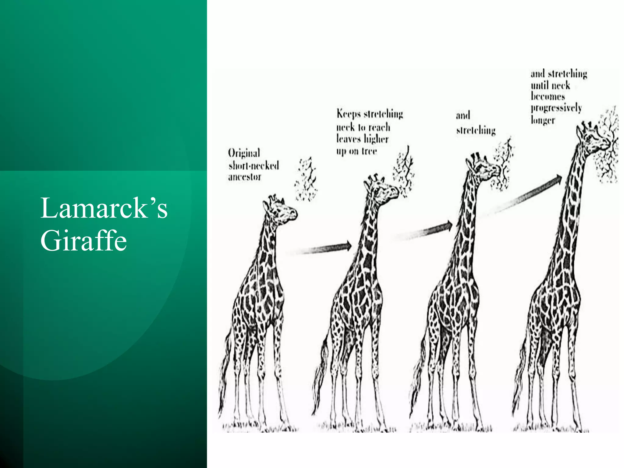 Concepts of Evolution.pptx