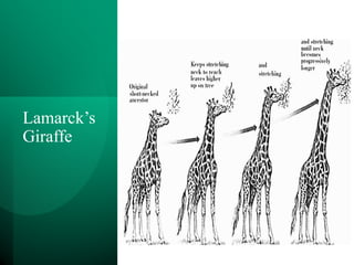 Concepts of Evolution.pptx