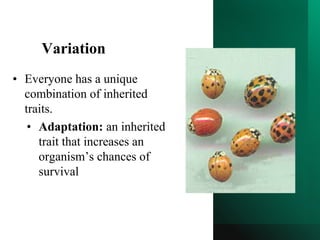Concepts of Evolution.pptx