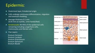 Concepts of Skin Grafts and skin substitutes.pptx