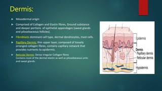 Concepts of Skin Grafts and skin substitutes.pptx