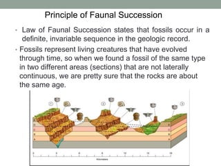 Principle Of Faunal Succession