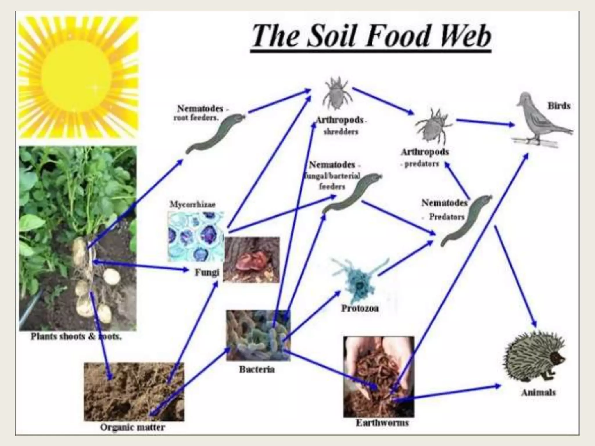 Concepts of trophic structure, food chain and food web. energy flow in ...
