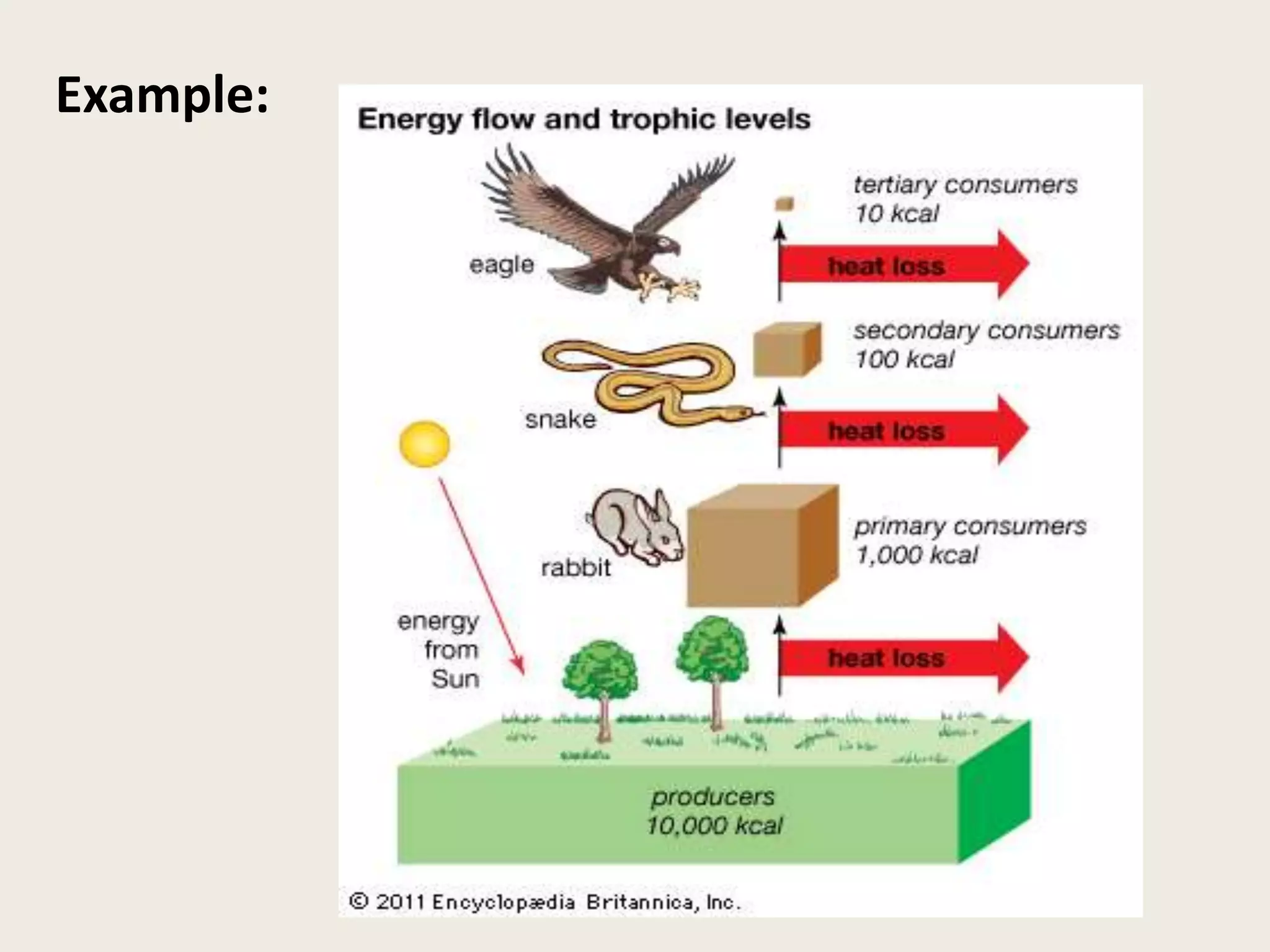 Concepts of trophic structure, food chain and food web. energy flow in ...