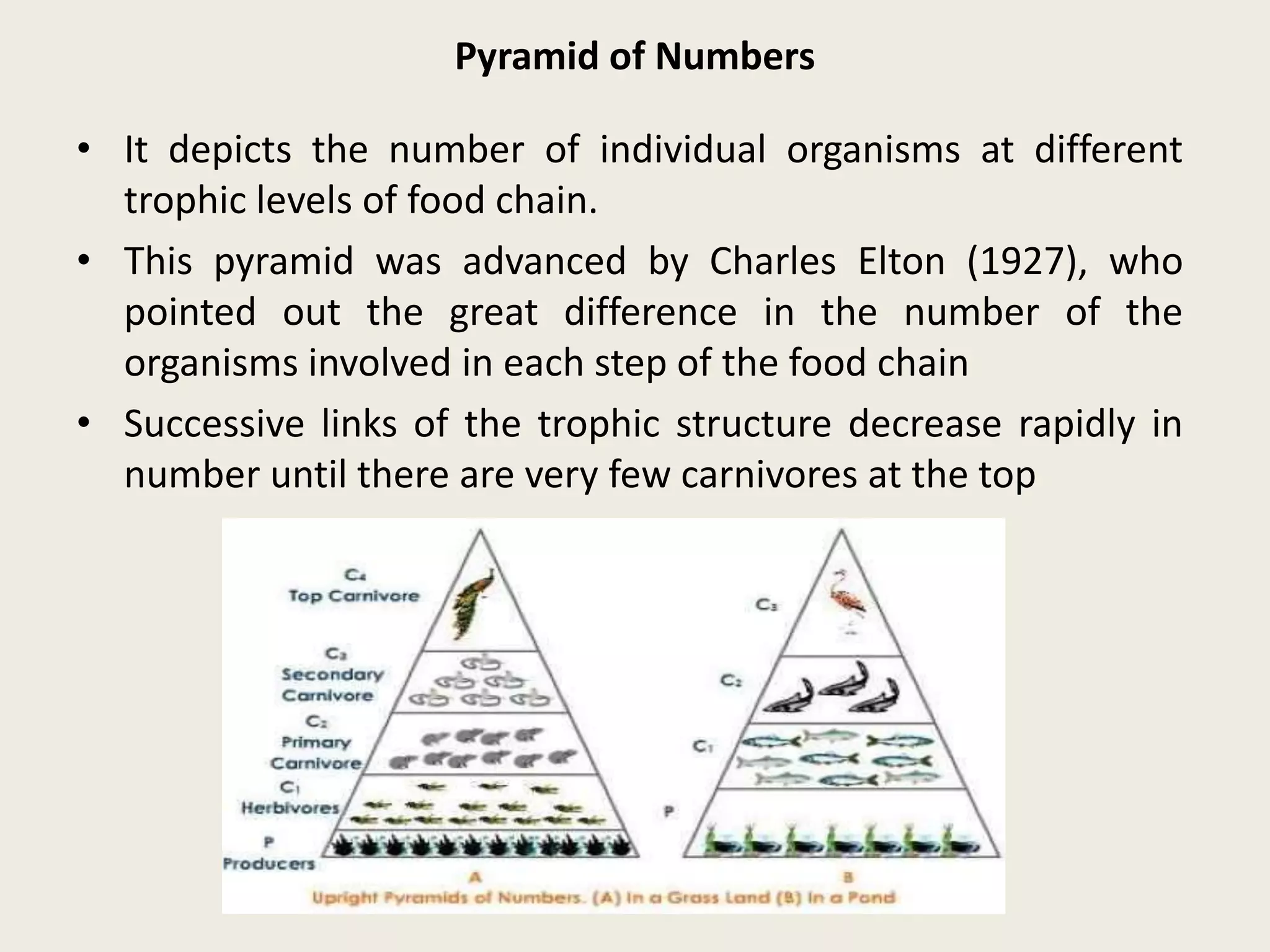 Concepts of trophic structure, food chain and food web. energy flow in ...